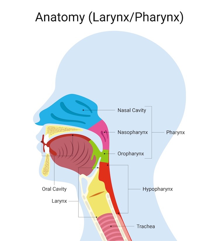 What Are The Types Of Throat Cancer And How Are They Different?